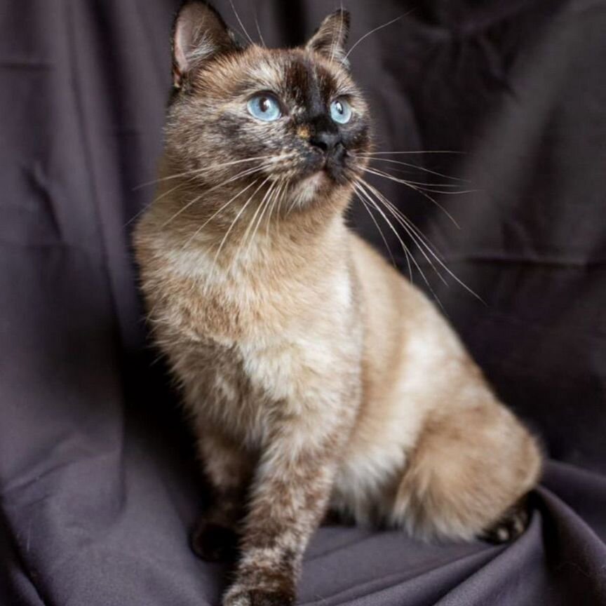 Сиамская кошка, взрослая