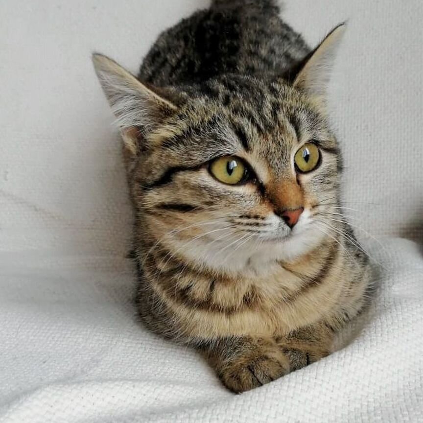 Котенок
