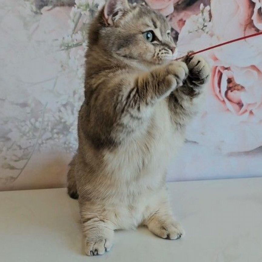 Китайский Танк, взрослый кот