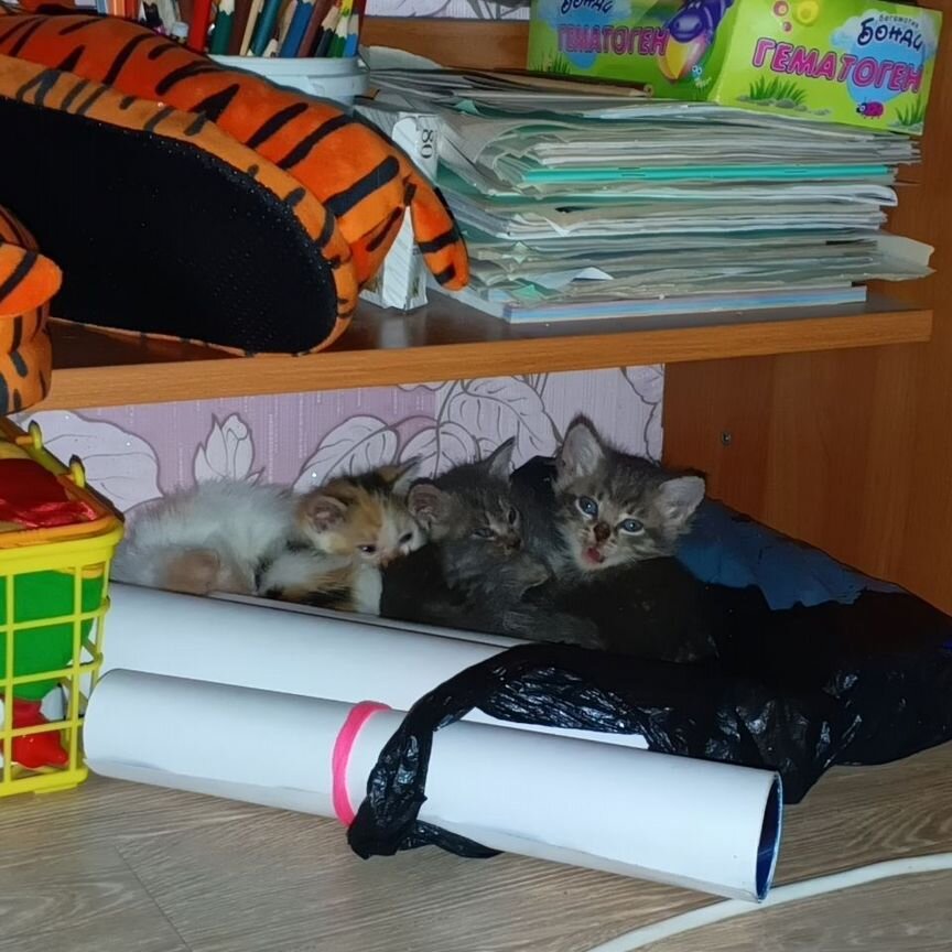 Котята в добрые руки