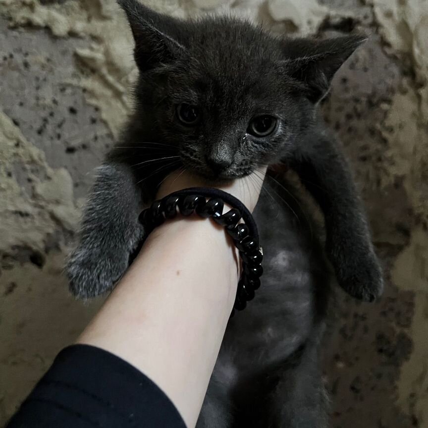 Котёнок в добрые руки