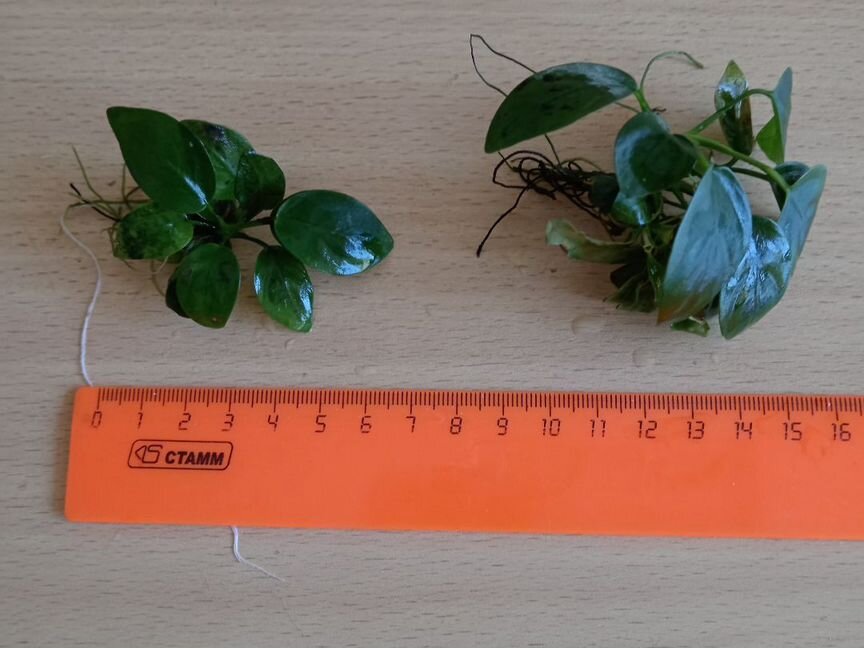 Анубиас нана мини