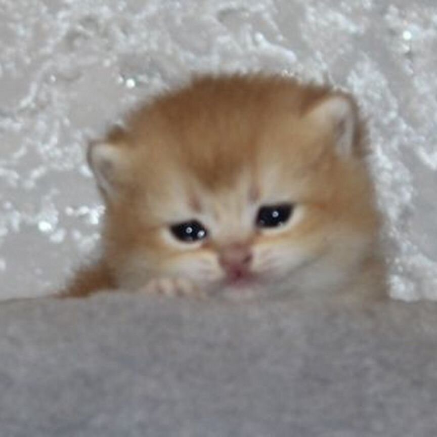 Британский короткошёрстный котёнок