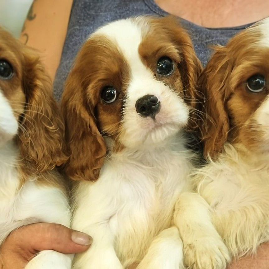 Кавалер кинг чарльз спаниель