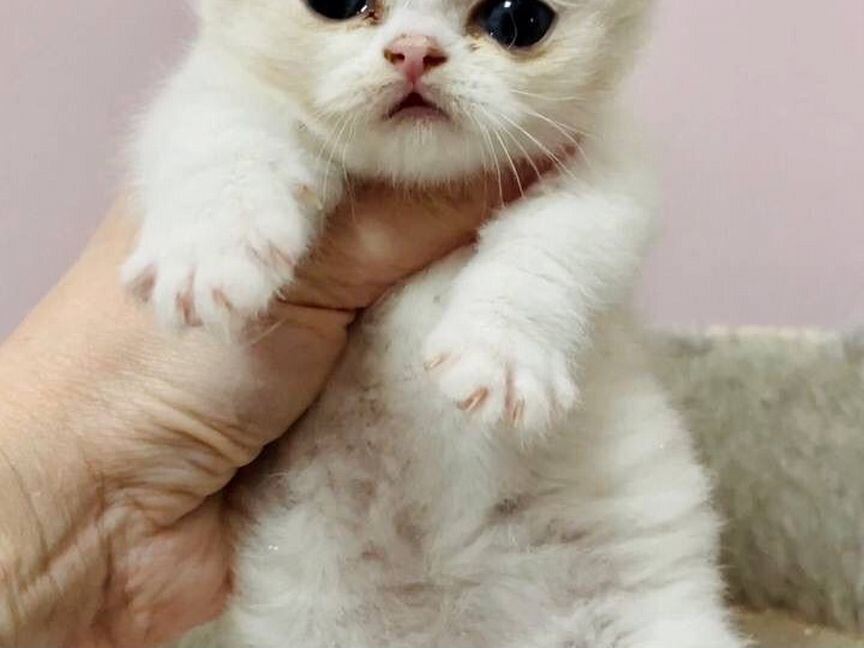 Нежная британская кошечка Норка