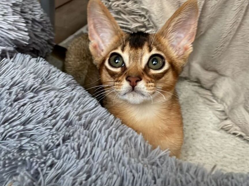 Абиссинские клубные котята