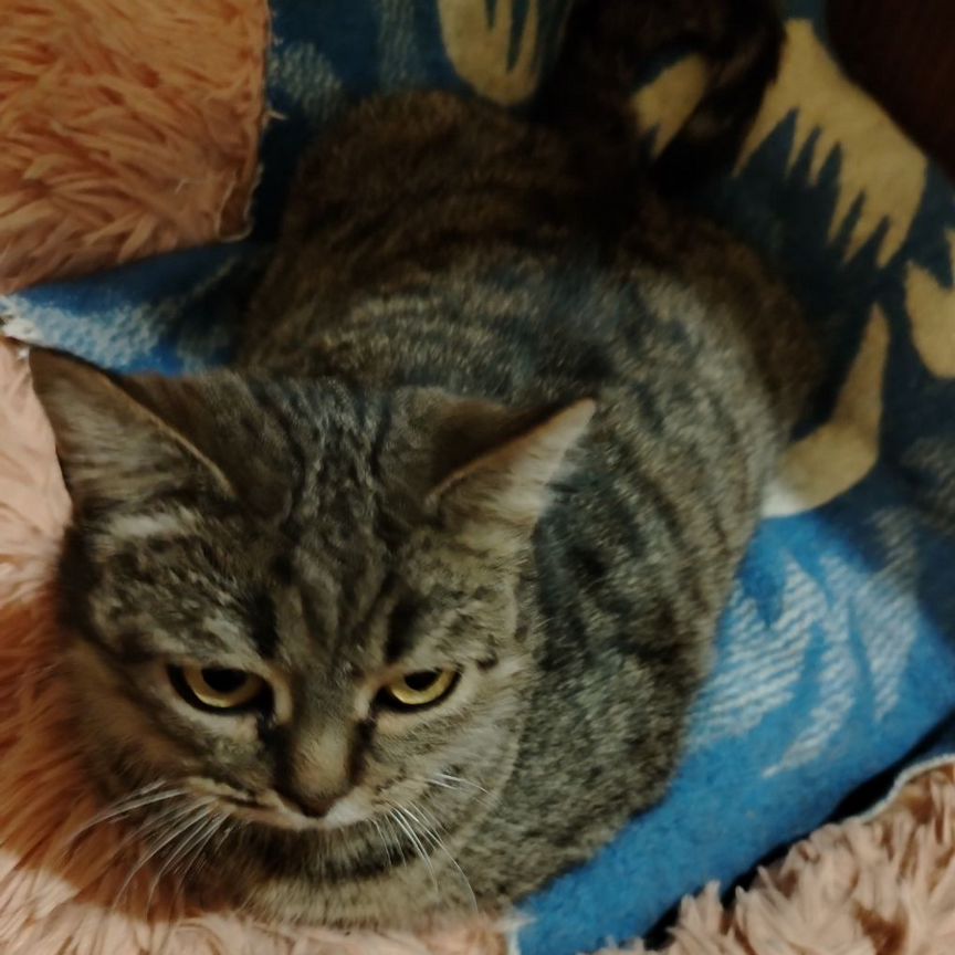 Кошка найденыш