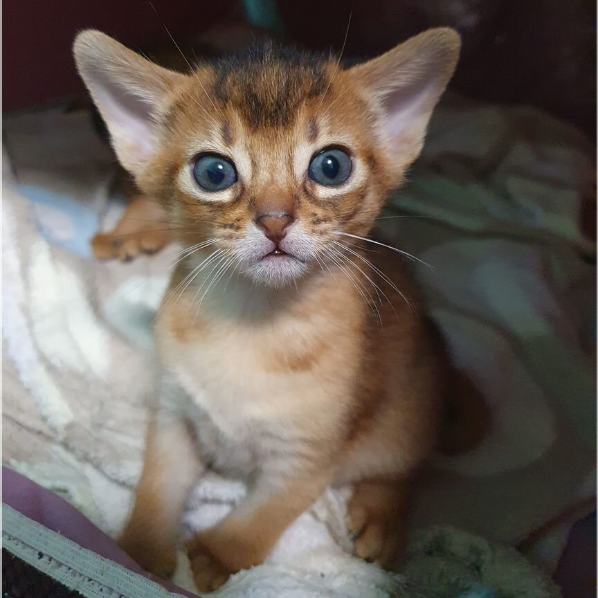 Абиссинский котёнок