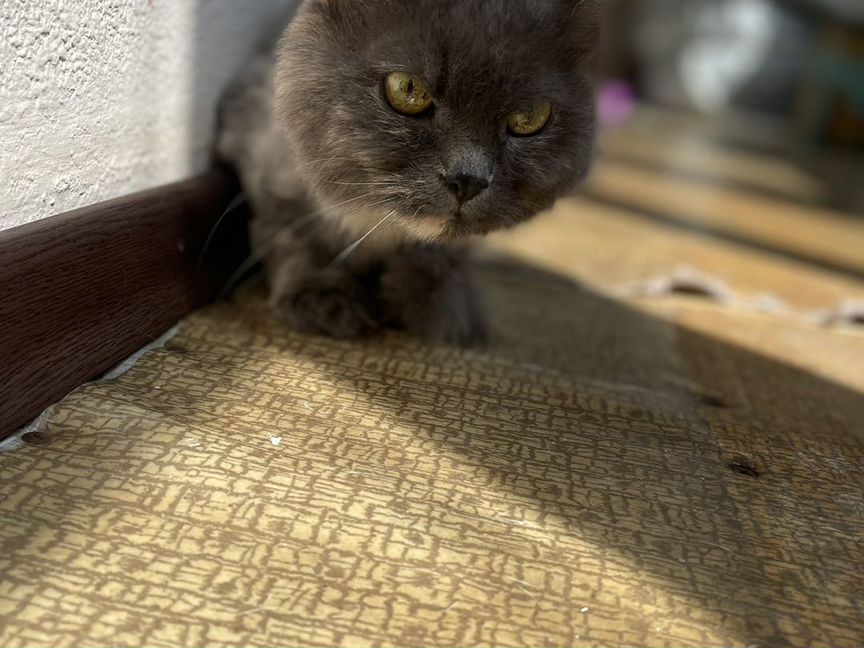 Найдена кошка