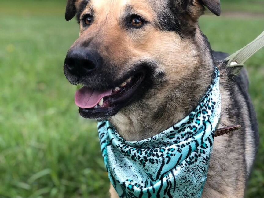 Добрая собакк в добрые руки