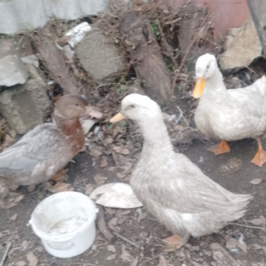 Утки и молодые петушки