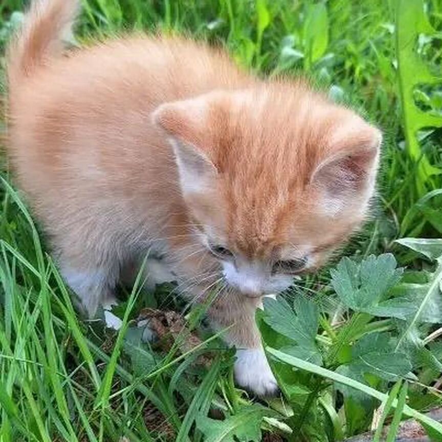 Турецкая ангора котёнок
