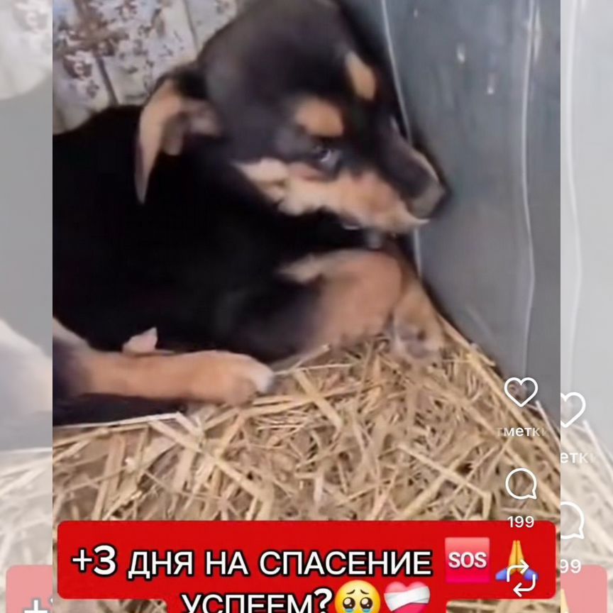 Щенок в добрые руки