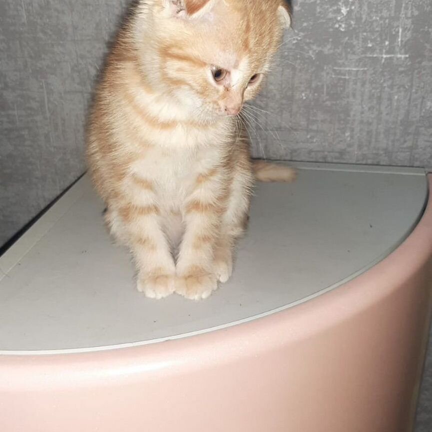 Шотландские вислоухие котята
