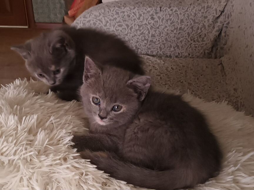 Котята в хоршие руки