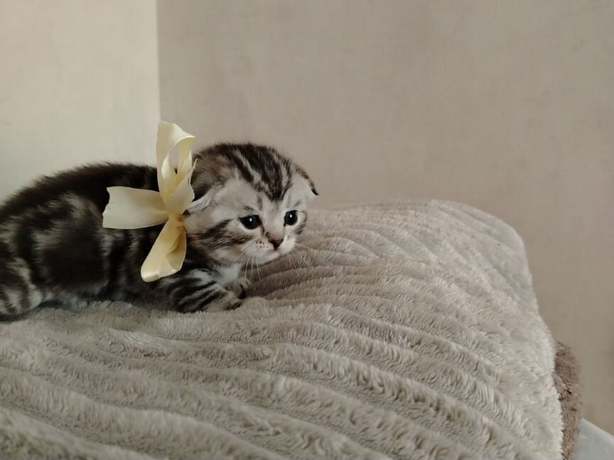 Британский вислоухий
