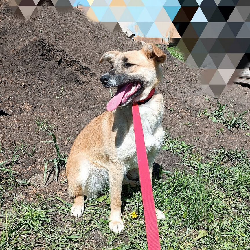 Собака Улыбака Джессика