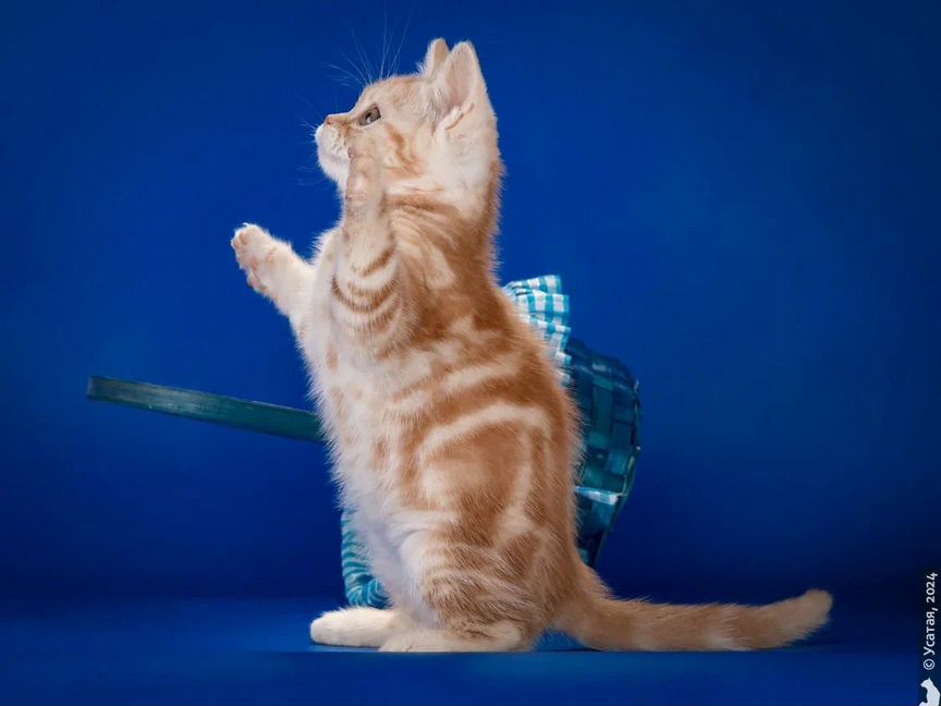 Американский короткошерстный котенок