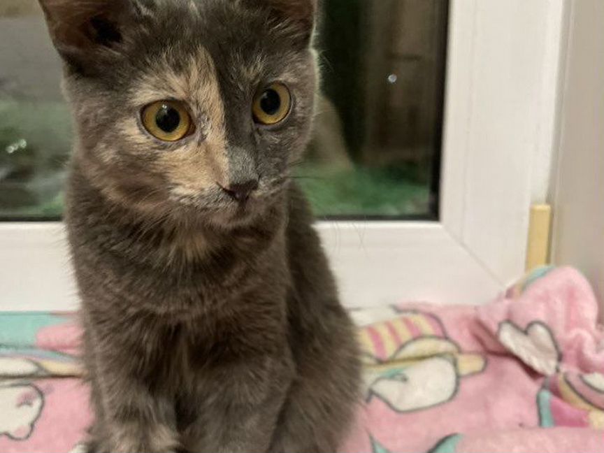 Кошечка с черепаховым окрасом