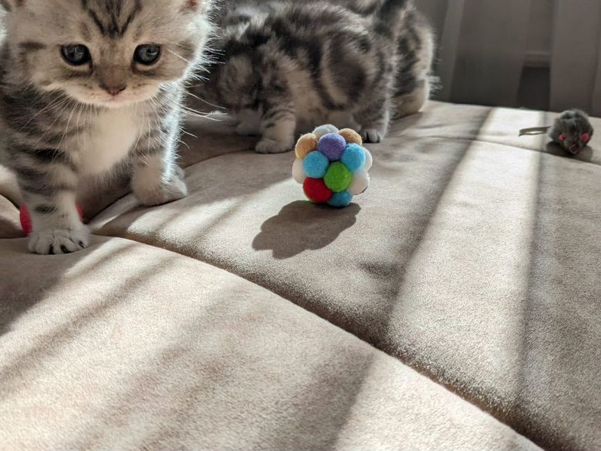 Шотладские котята