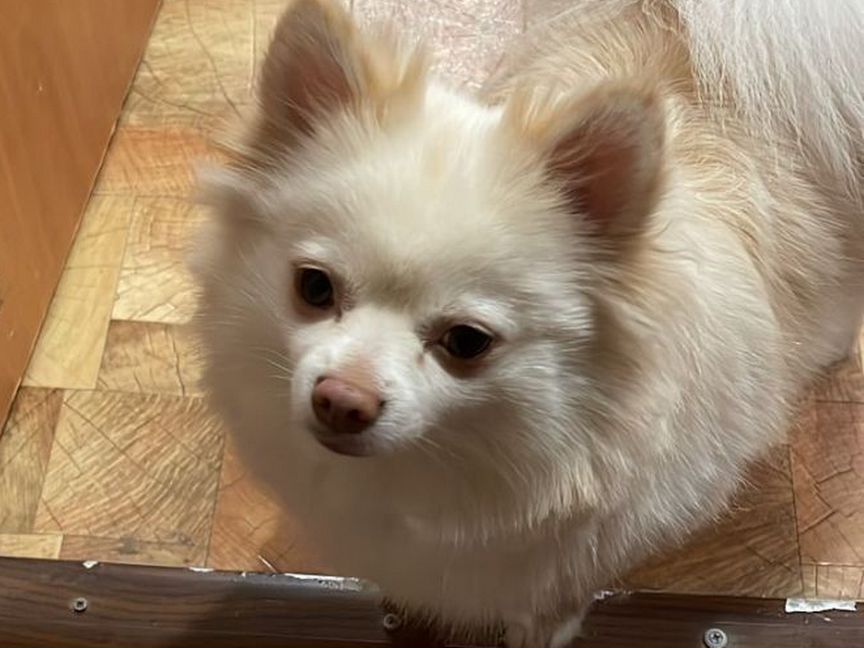 Белый померанский шпиц