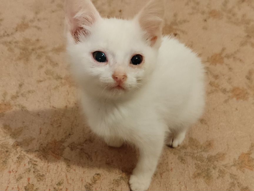 Прекрасная белая кошечка