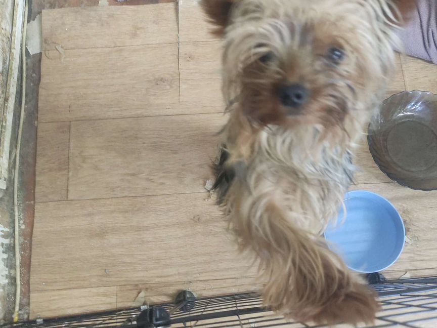 Продам йорка, возраст 1год 2 месяца, кобель