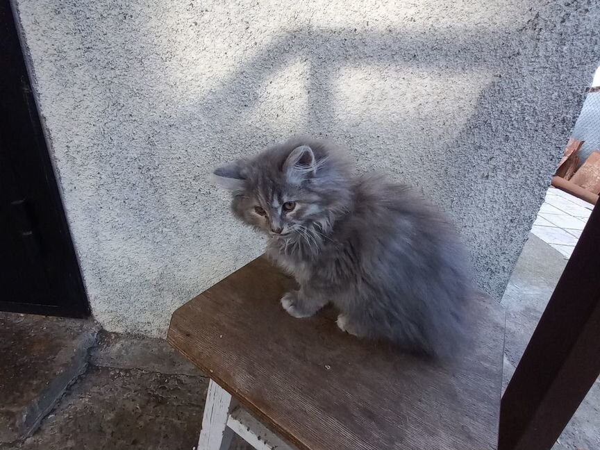 Котята в добрые руки даром девочка