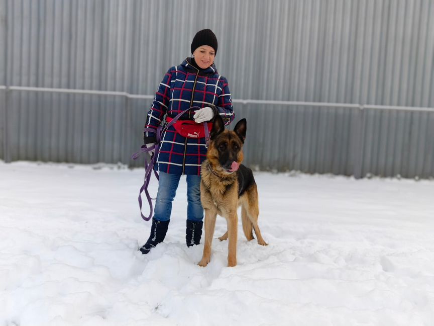 Немецкая овчарка Арчибальд