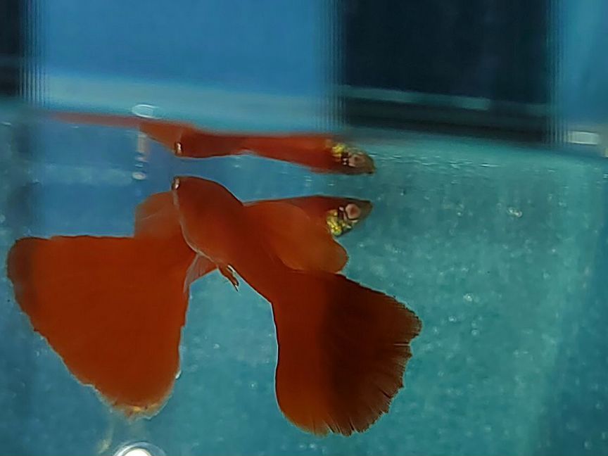 Гуппи, Моллинезии, Пицилии, Сомики, Гурами и др