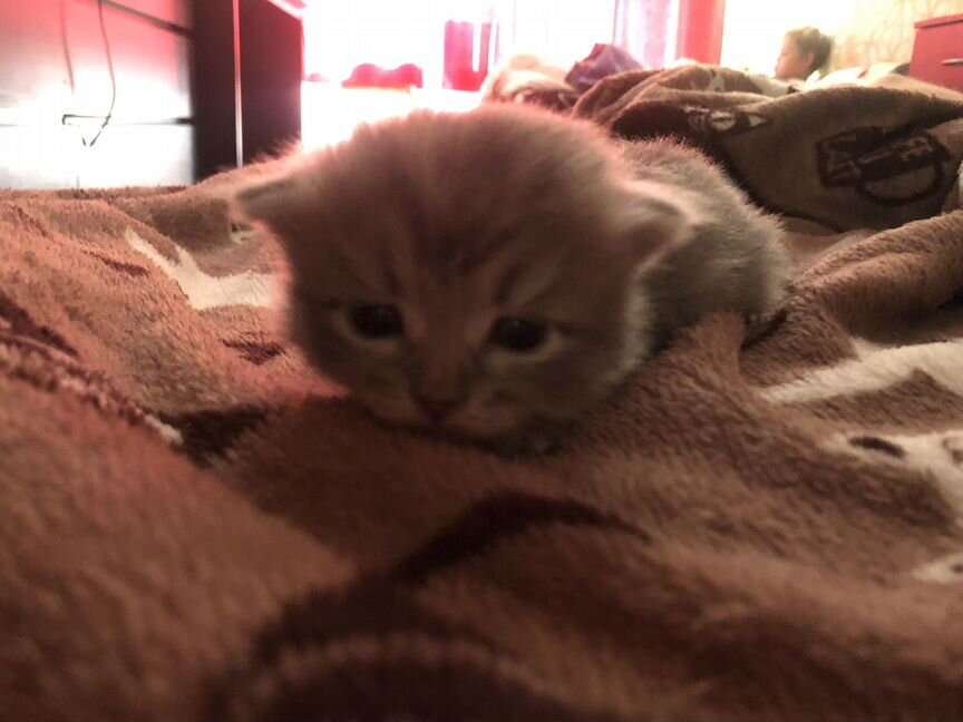 Маскарадные котята