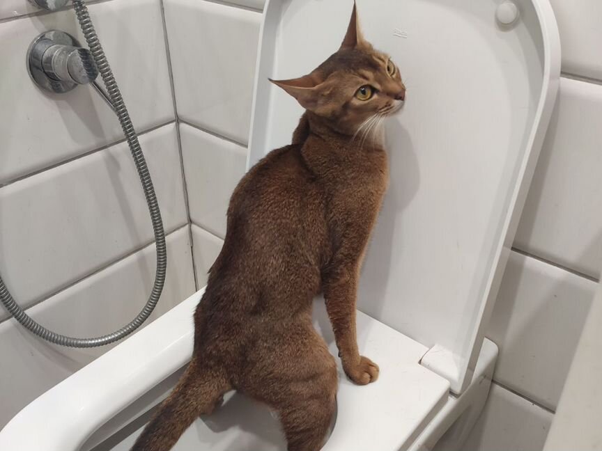 Абиссинская кошка бесплатно