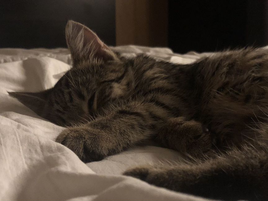 Сибирский котенок