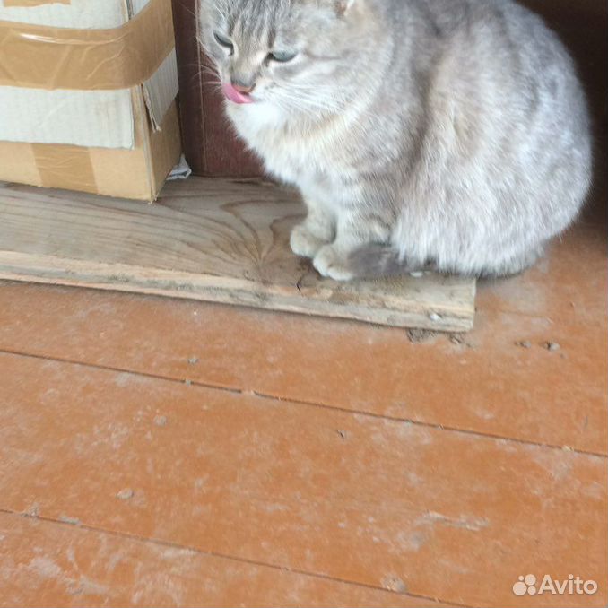 Красавица Сима с голубыми глазами в добрые руки