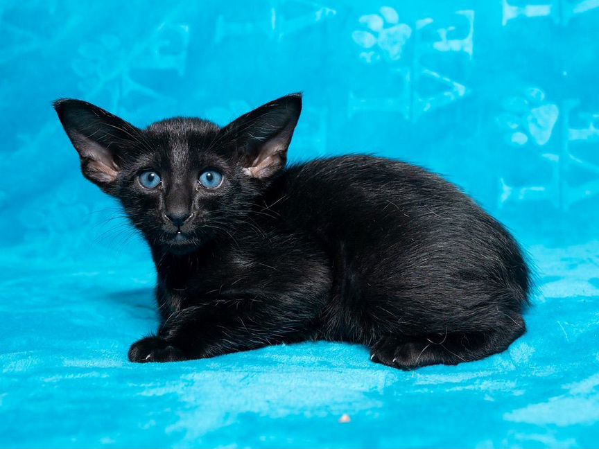 Ориентальная