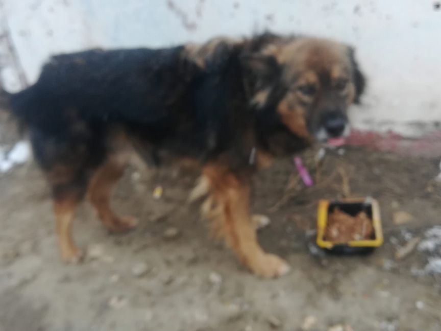 Собака в добрые руки