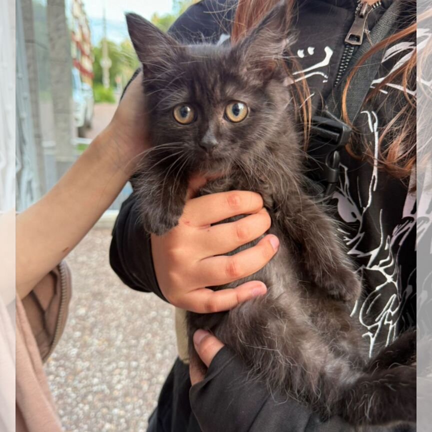 Котик