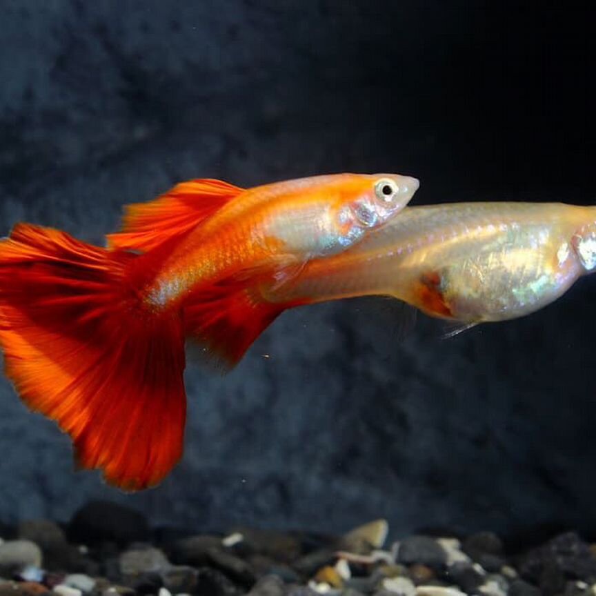 Рыба Гуппи красная