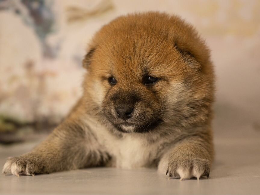 Шенки сиба ину