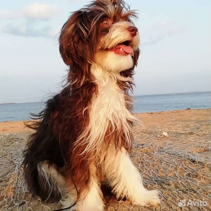 Китайский хохлатый, пуховик