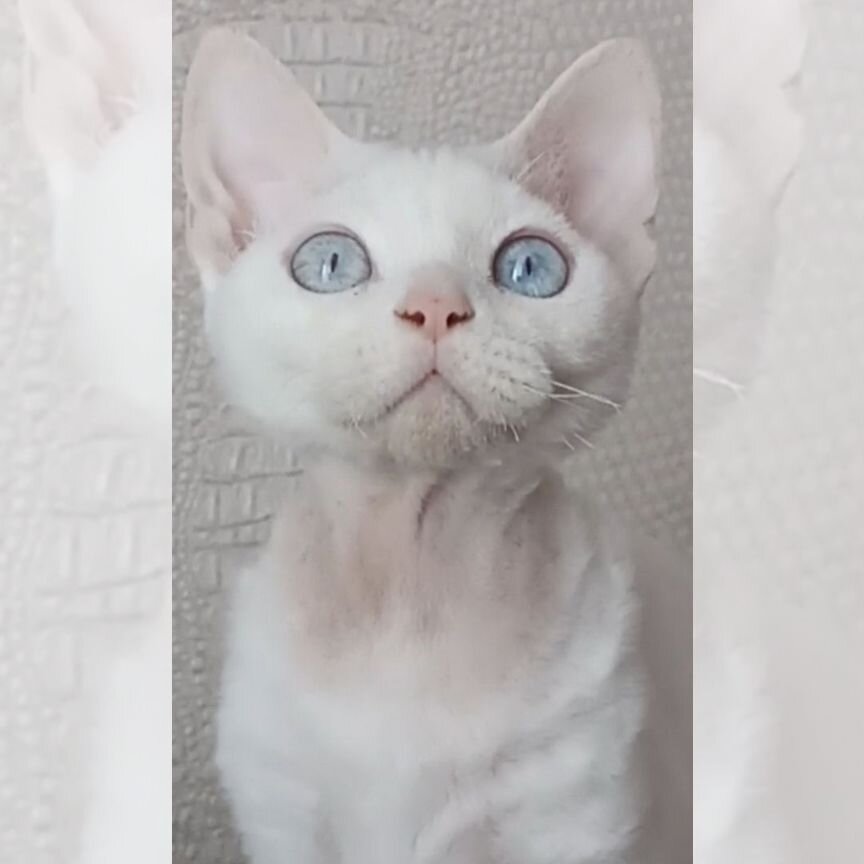 Кошечка