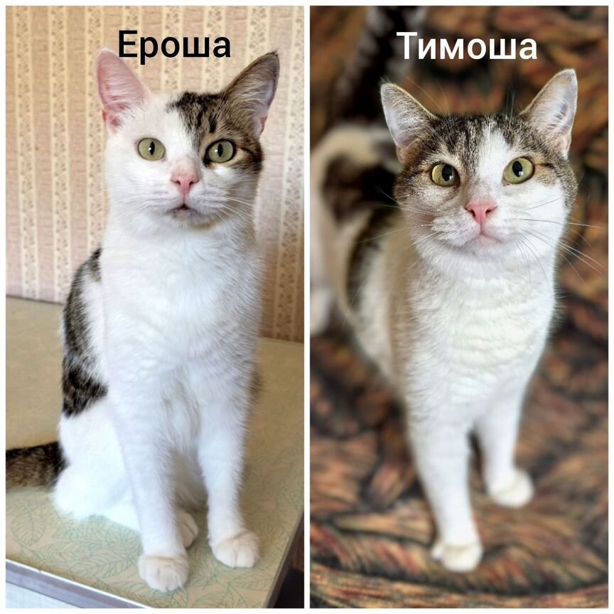 Коты братья неразлучники в добрые руки