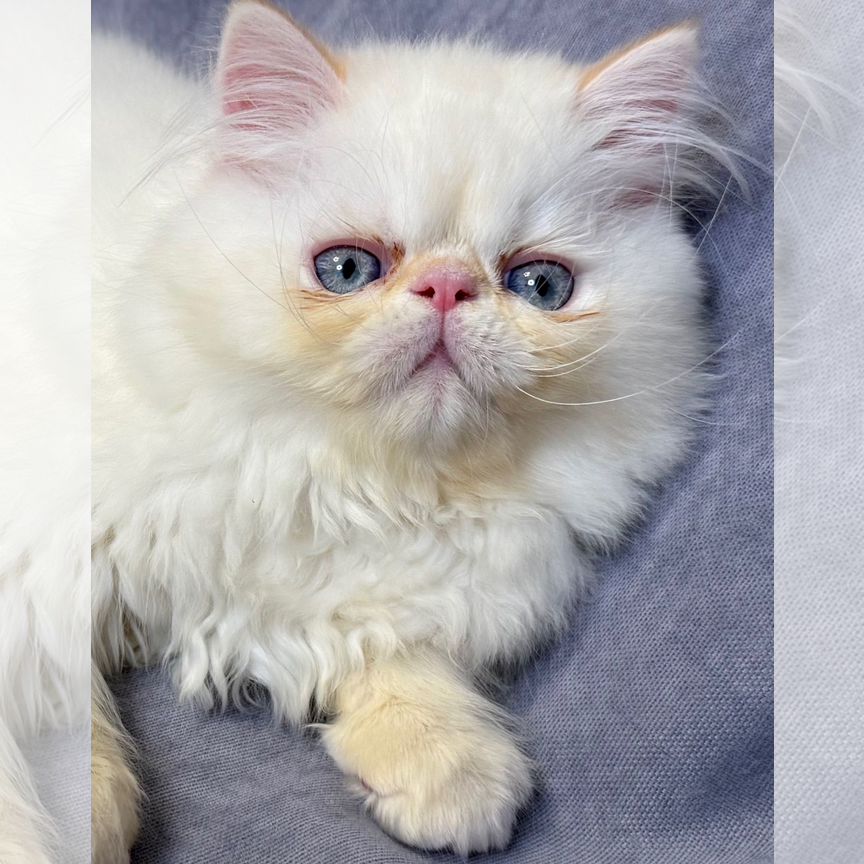 Персидский котёнок