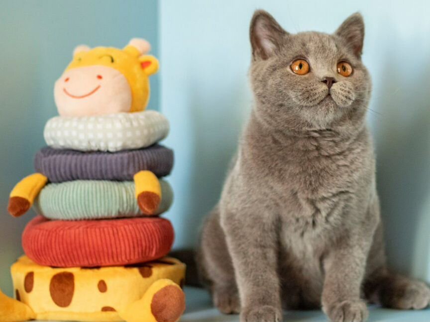 Чистокровный британский котик