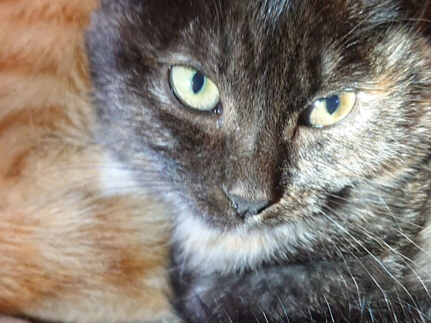 Котёнок котейка котейка