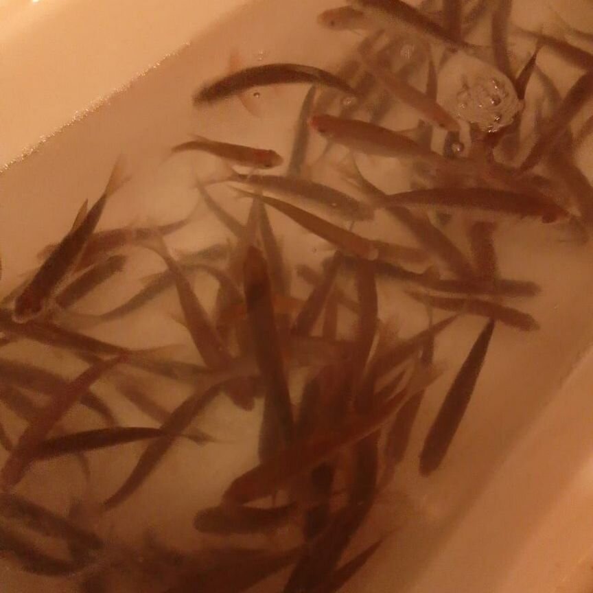 Живёт сторожка размер на выбор 10 р шт