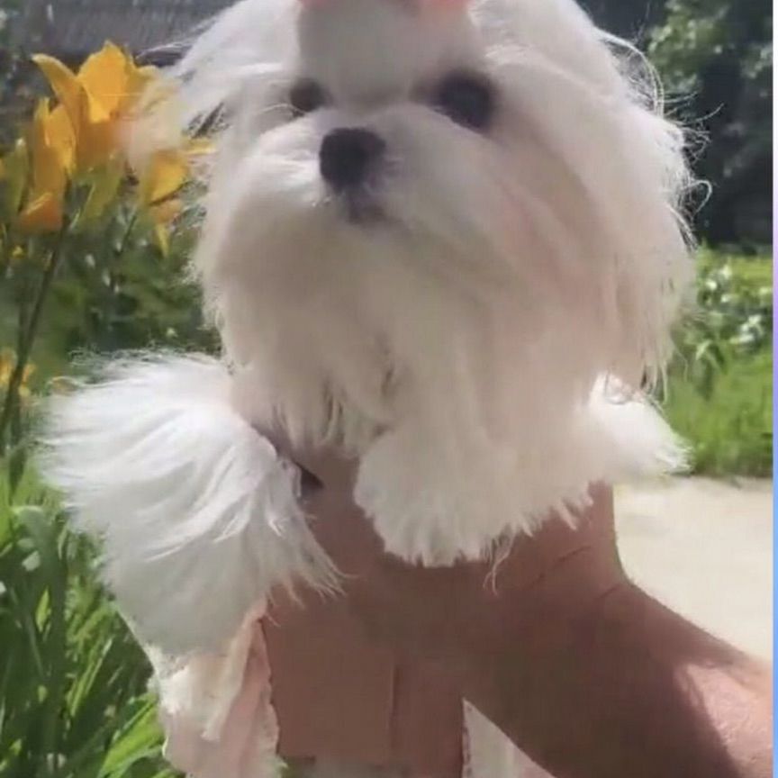 Мальтийская болонка щенки