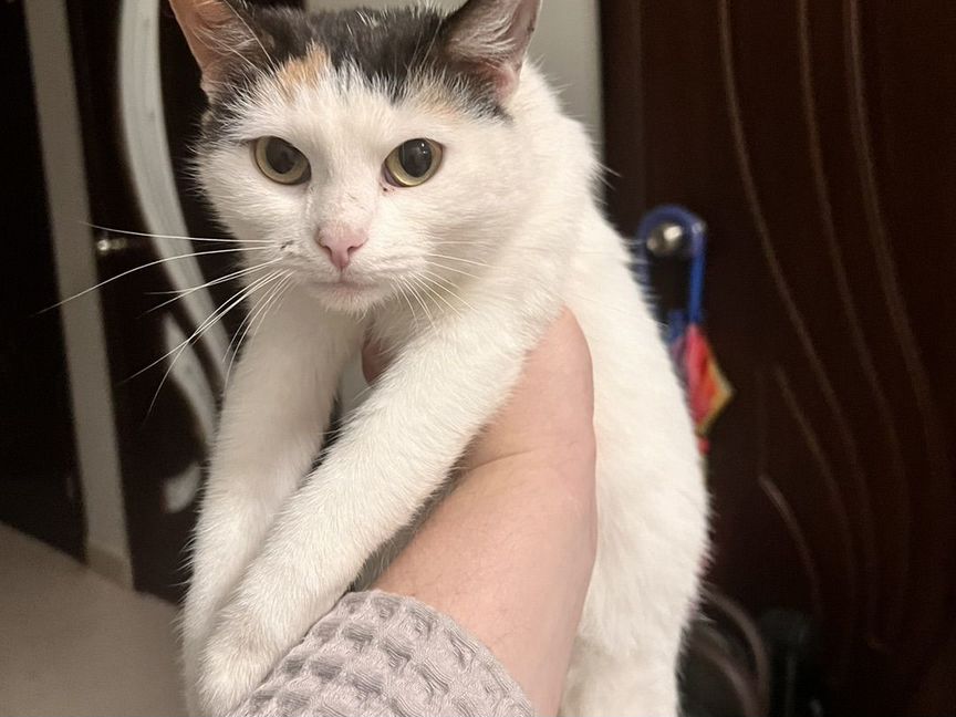 Кошка ищет дом
