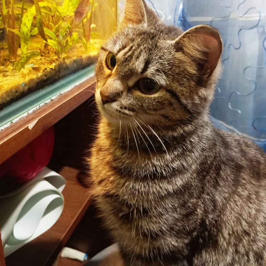Европейский короткошёрстный котёнок