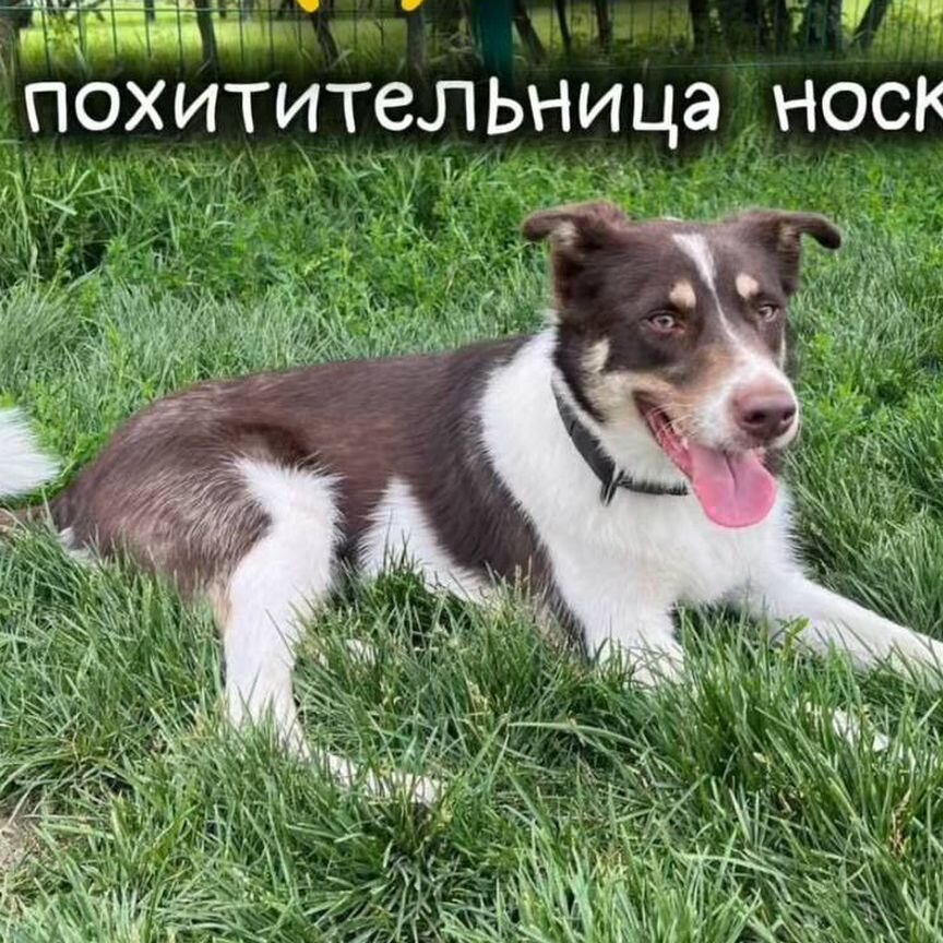 Взрослая собака в добрые руки